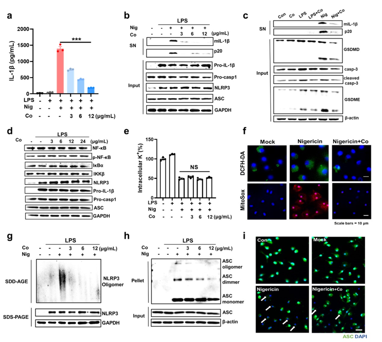 华南理工大学医学院张云娇教授团队Adv. Funct. Mater.｜二维羟基氧化钴纳米酶通过靶向NLRP3炎性小体抑制炎性疾病
